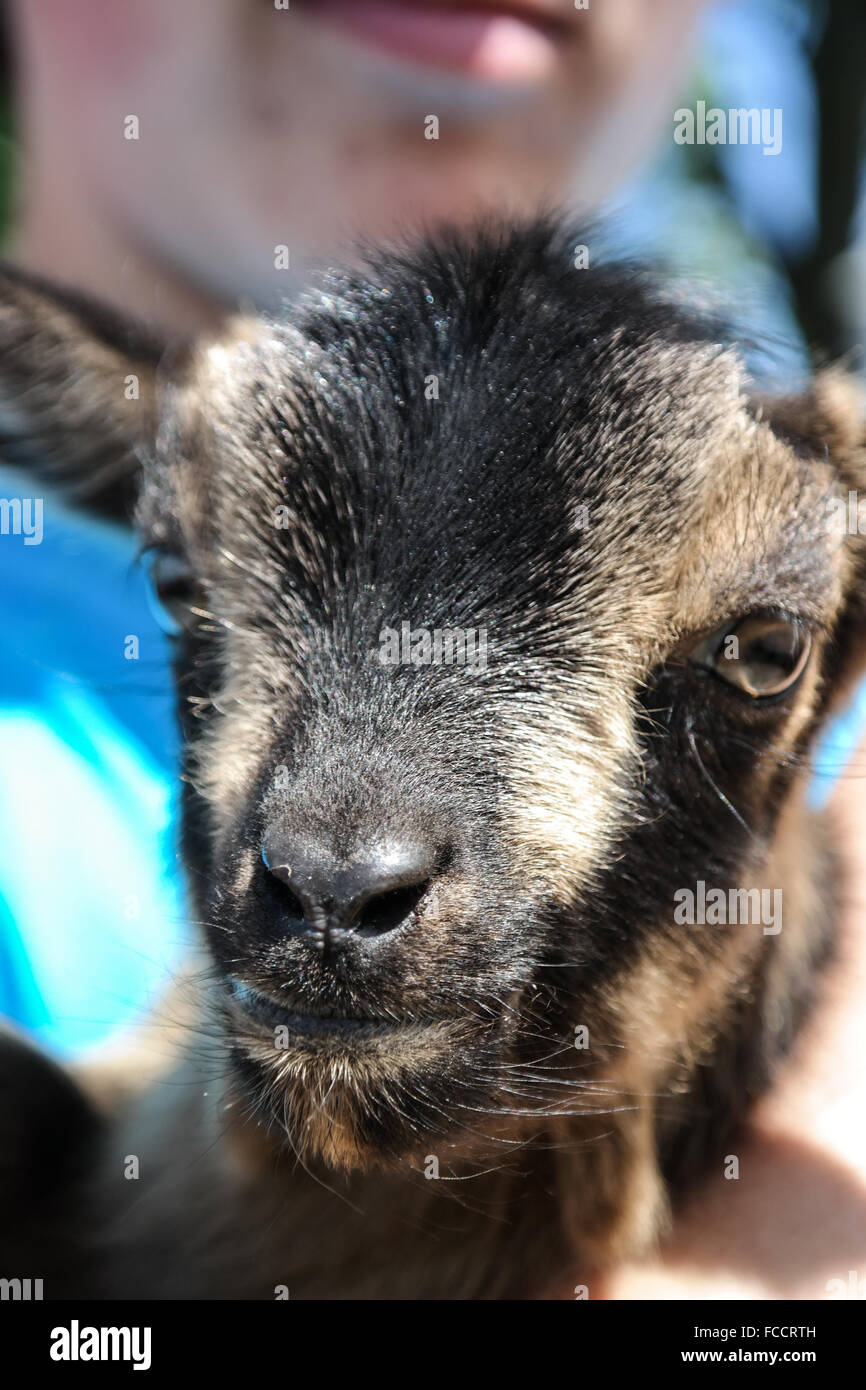 Person holding goat hi-res stock photography and images - Alamy