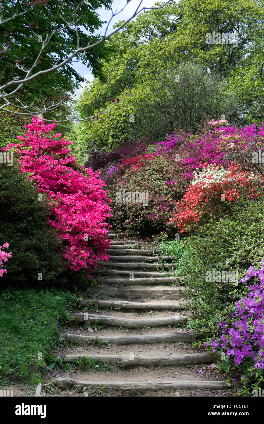 Azaleas in Full Bloom Stock Photo - Alamy