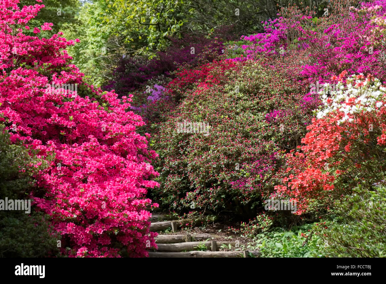 Azaleas in Full Bloom Stock Photo - Alamy
