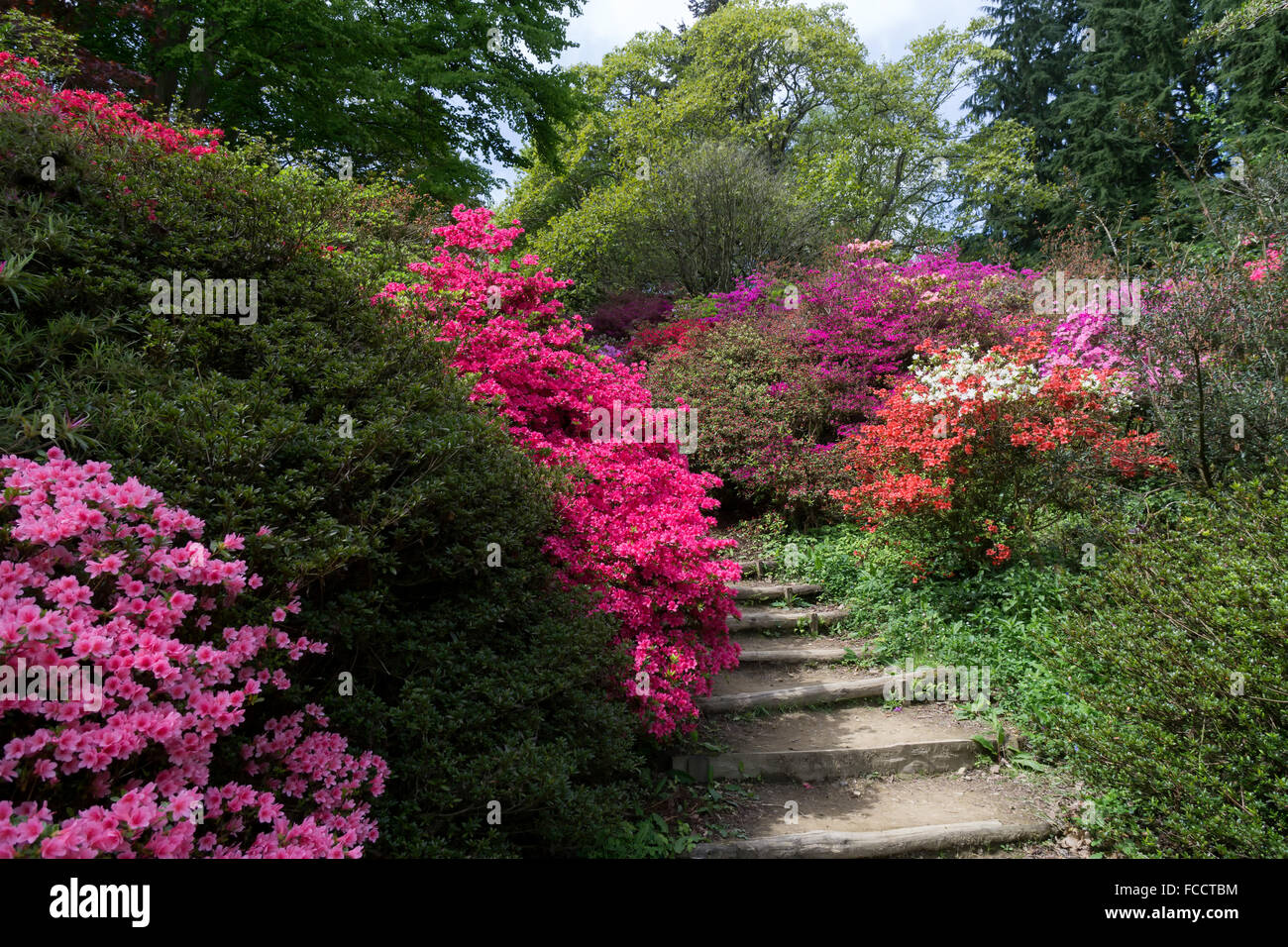 Azaleas in Full Bloom Stock Photo - Alamy