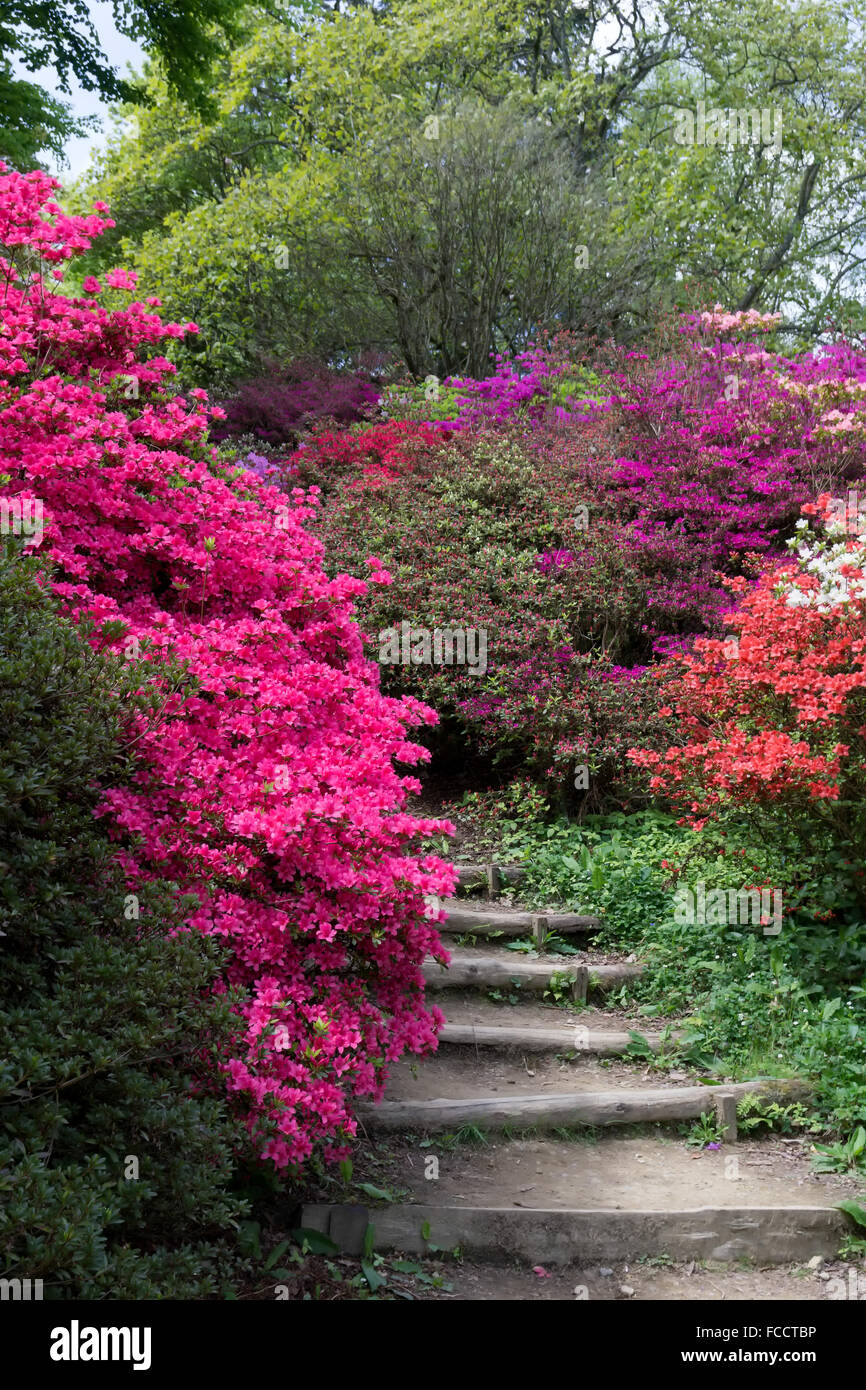 Azaleas in Full Bloom Stock Photo - Alamy