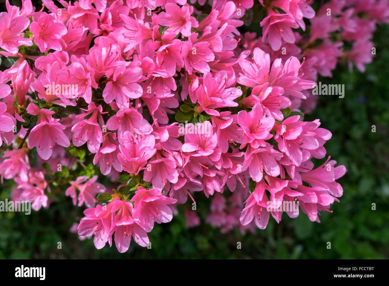 Azaleas in Full Bloom Stock Photo - Alamy