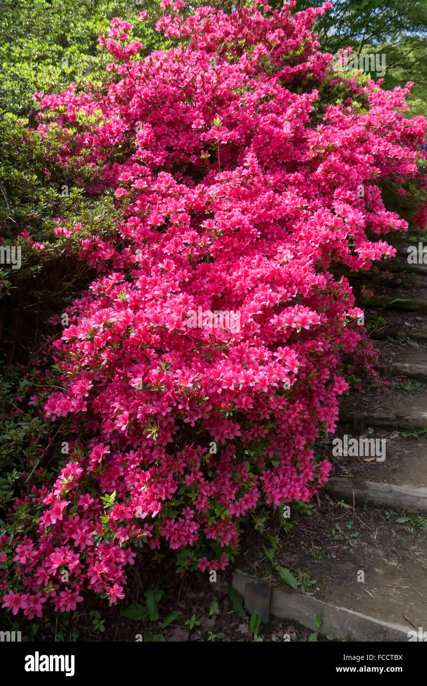 Azaleas in Full Bloom Stock Photo - Alamy