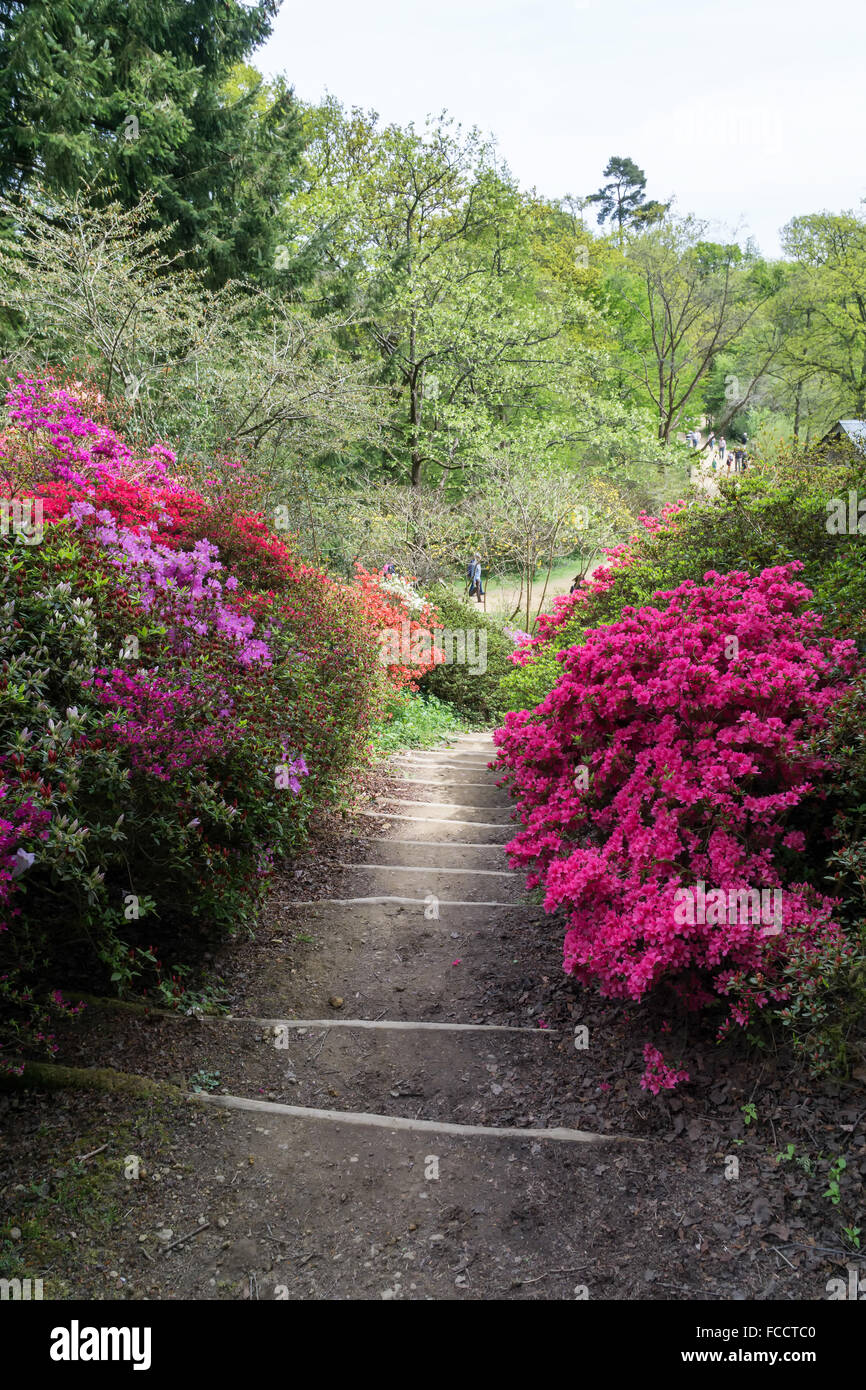 Azaleas in Full Bloom Stock Photo - Alamy