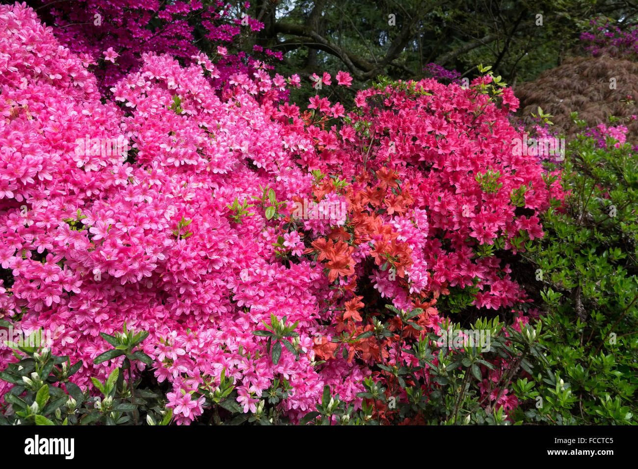 Azaleas in Full Bloom Stock Photo - Alamy