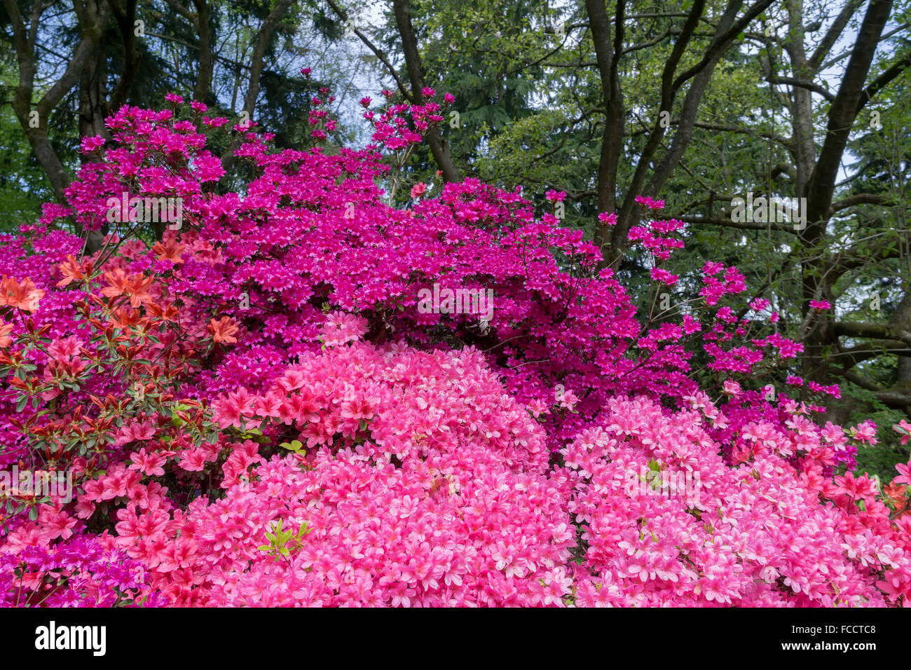 Azaleas in Full Bloom Stock Photo - Alamy
