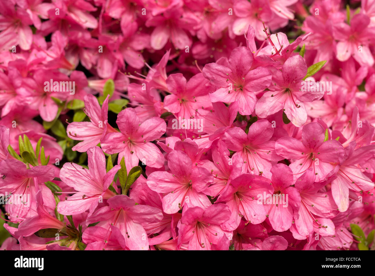 Azaleas in Full Bloom Stock Photo - Alamy