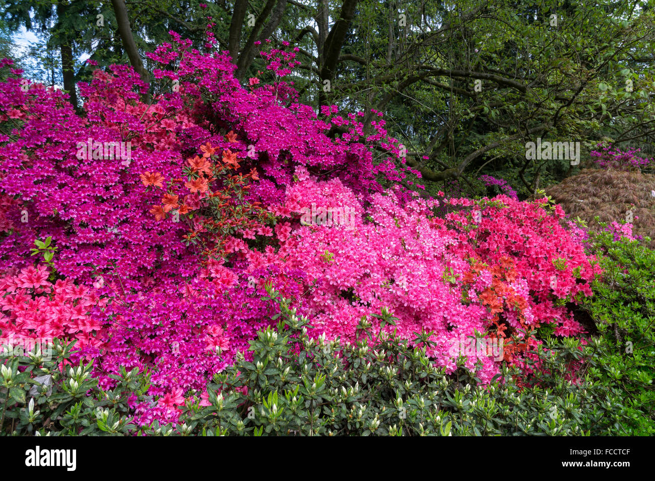 Azaleas in Full Bloom Stock Photo - Alamy