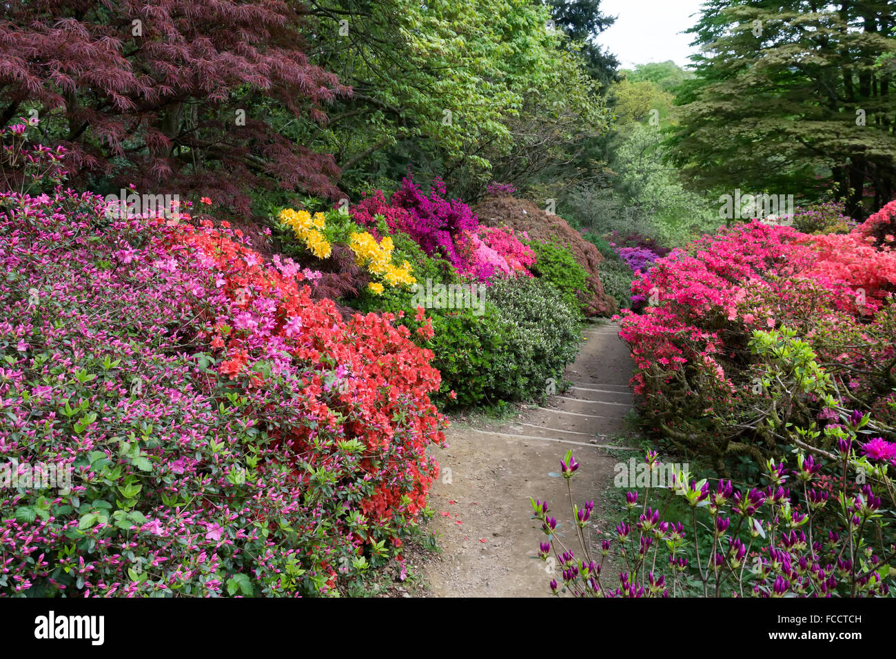 Azaleas in Full Bloom Stock Photo - Alamy