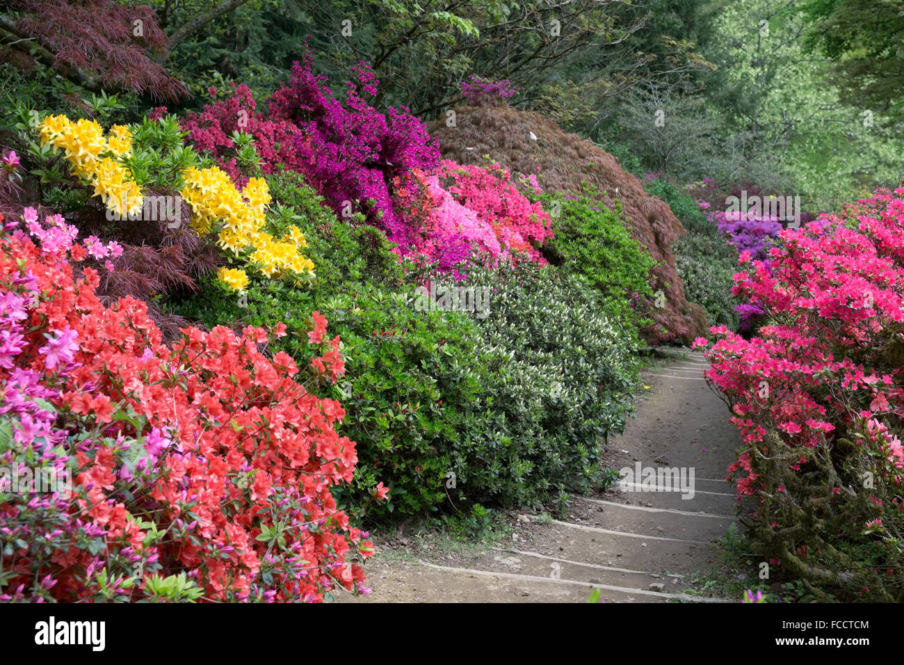 Azaleas in Full Bloom Stock Photo - Alamy