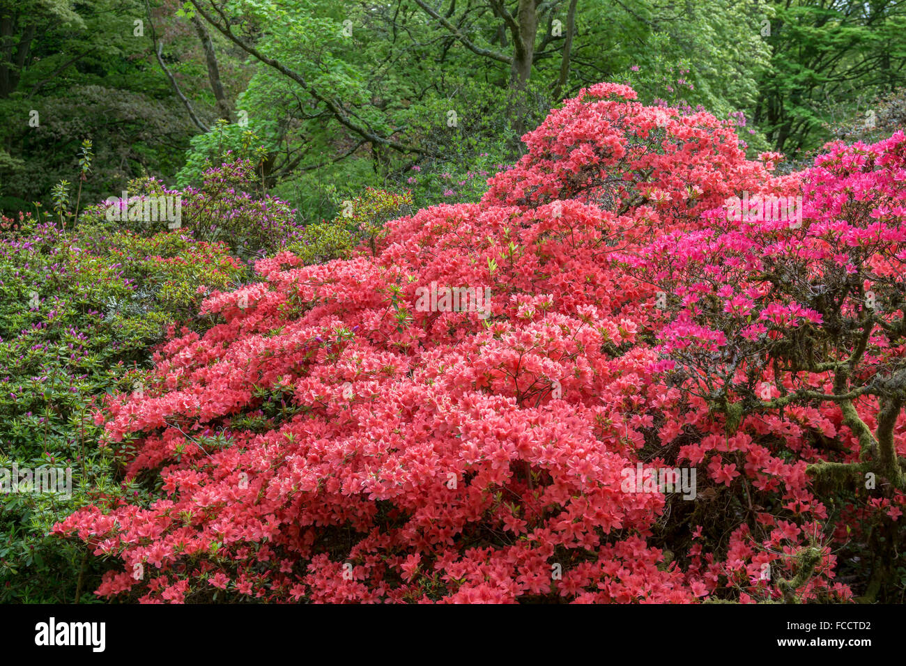 Azaleas in Full Bloom Stock Photo - Alamy