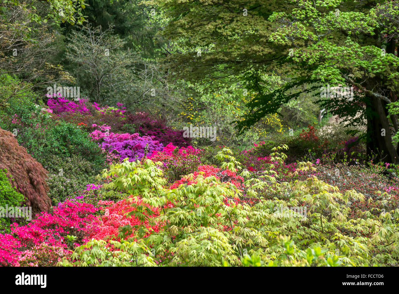Azaleas in Full Bloom Stock Photo - Alamy