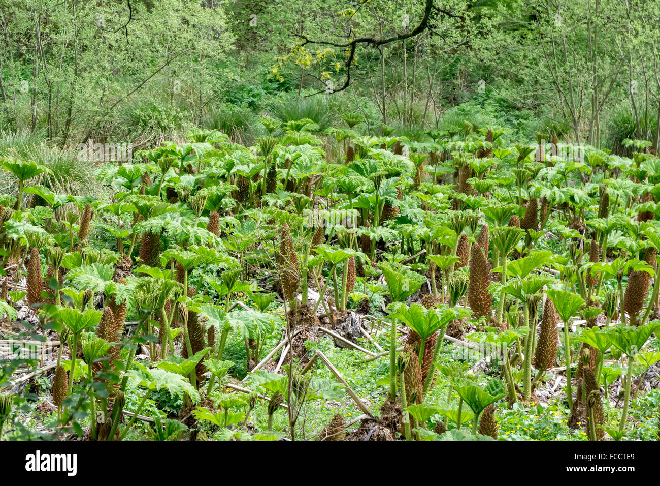 Big clump hi-res stock photography and images - Alamy