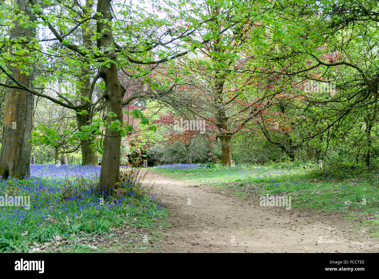 Bluebells in Full Bloom Stock Photo - Alamy