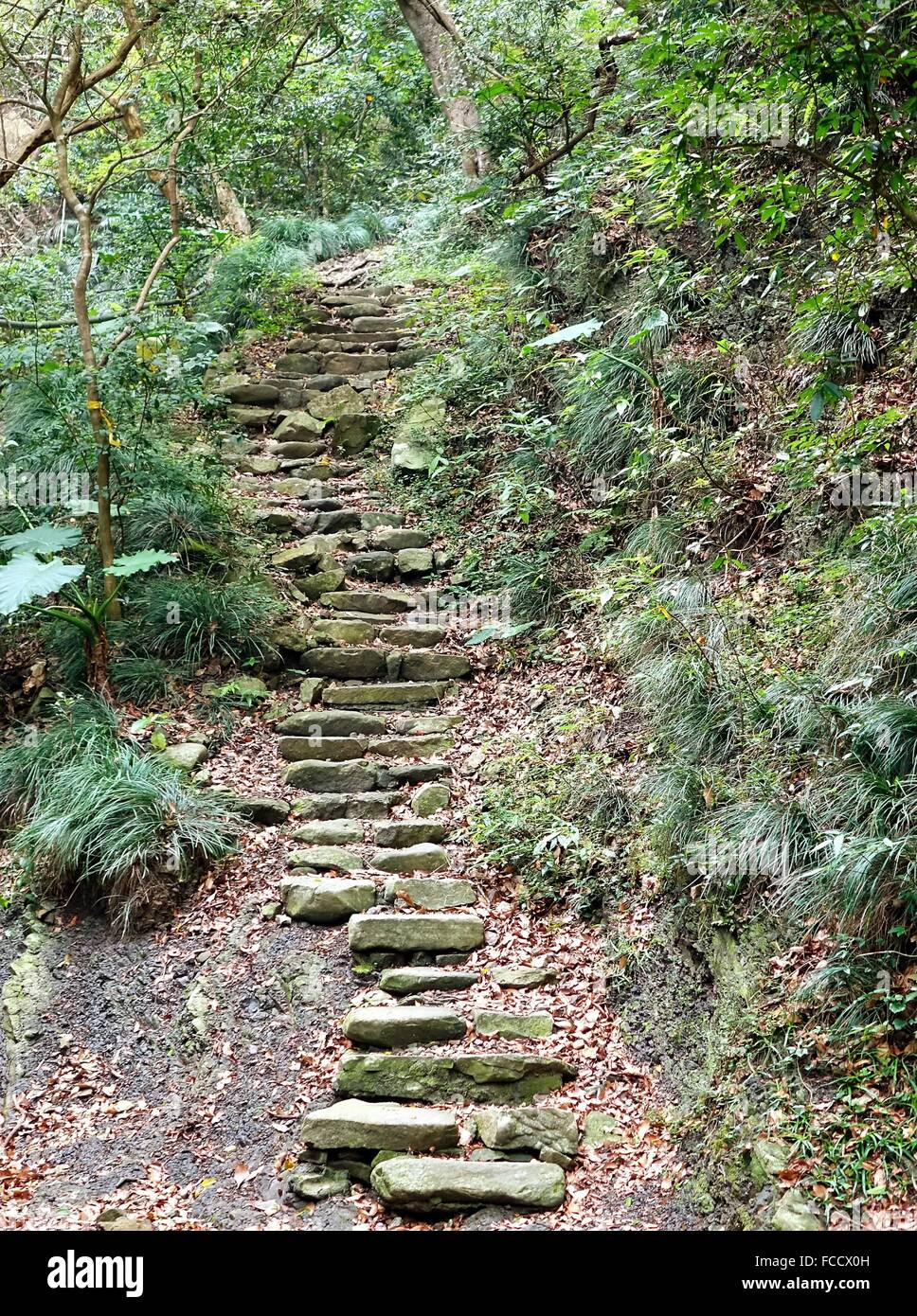 Steep forest path steps hi-res stock photography and images - Alamy