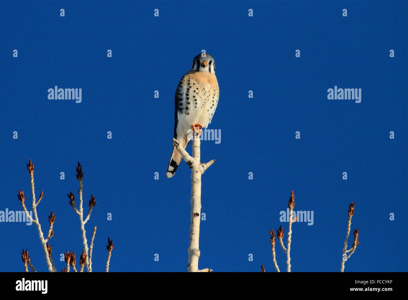 Tree falcon hi-res stock photography and images - Alamy