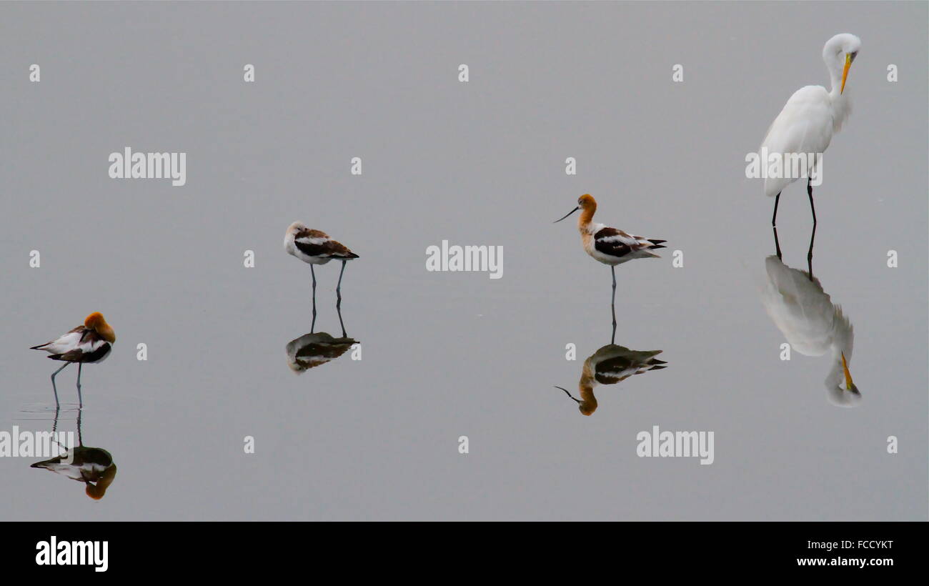 Four wading birds hi-res stock photography and images - Alamy