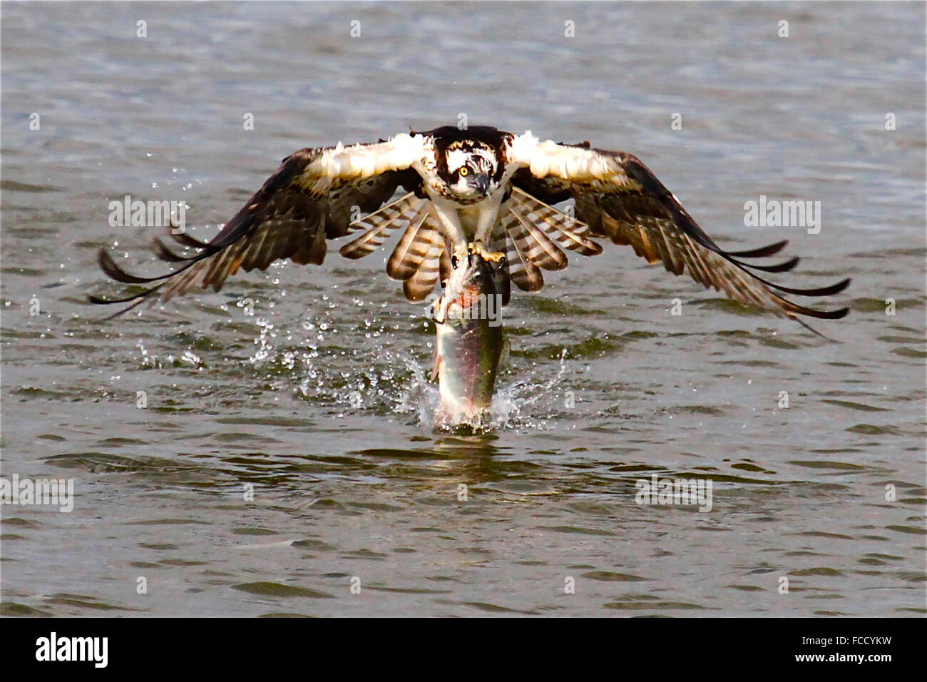 Falcon Catching High Resolution Stock Photography and Images - Alamy