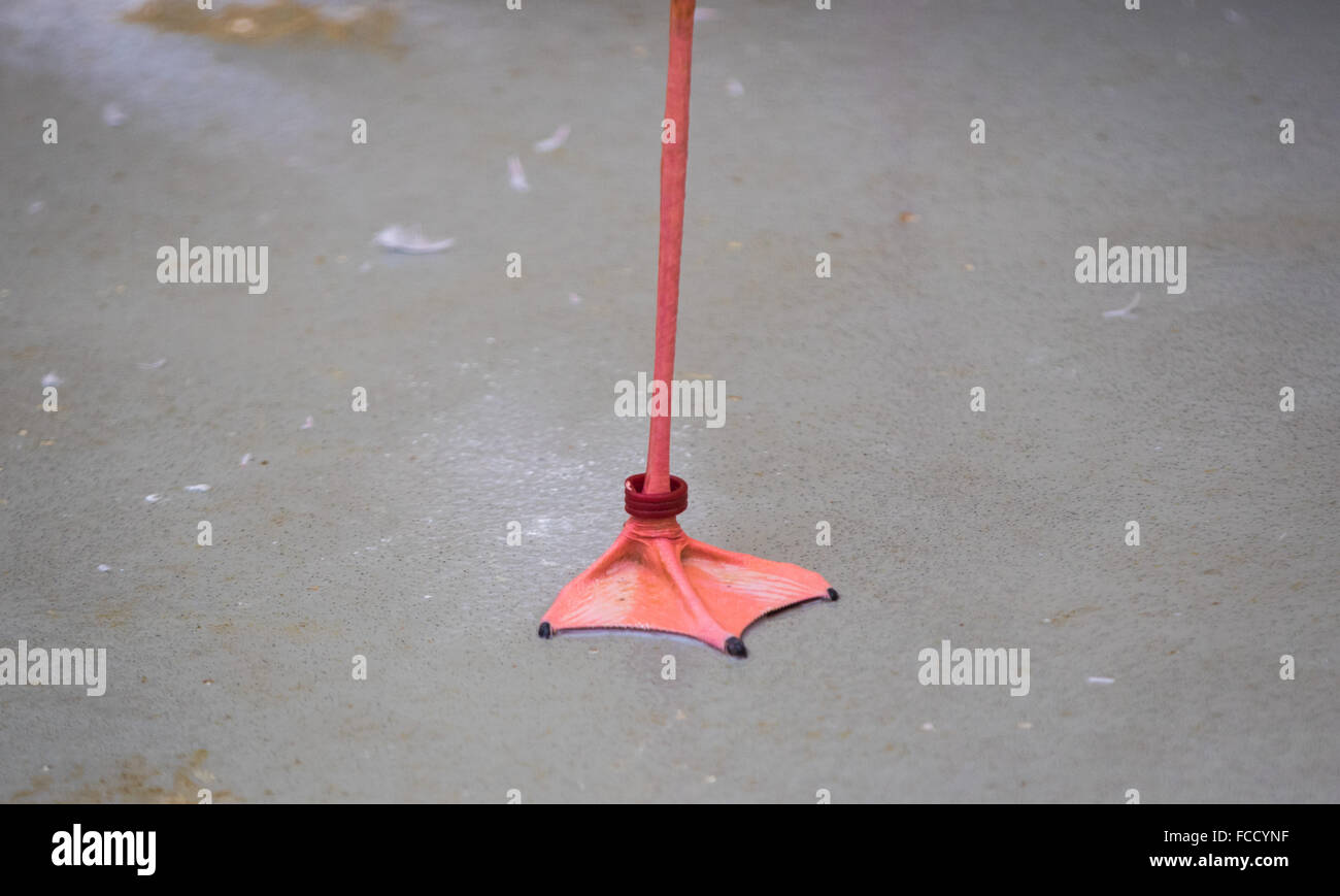A flamingo standing on one leg in the heated enclosure at Opel-Zoo in ...