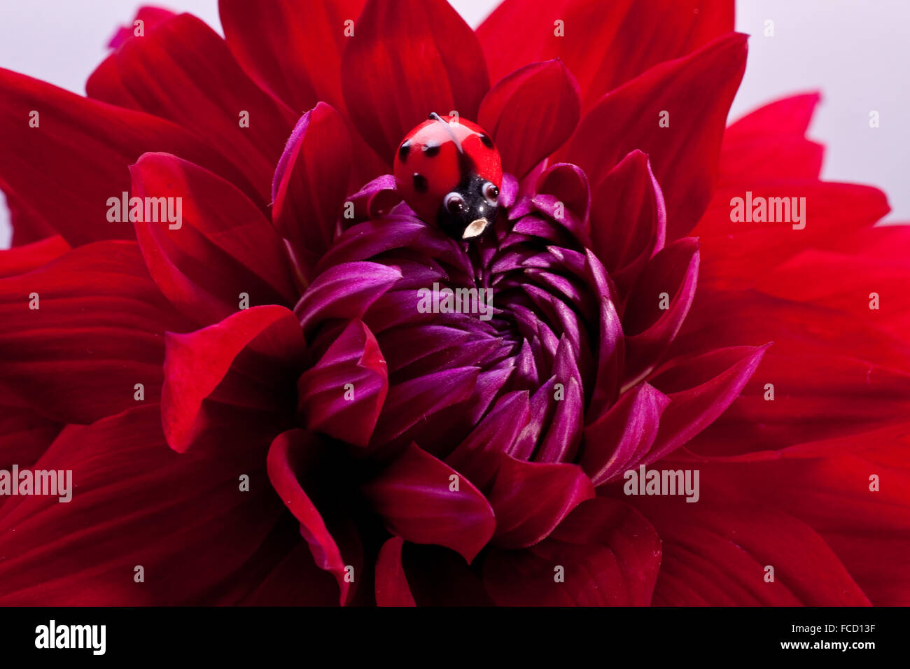 Ladybug on the flower Stock Photo - Alamy