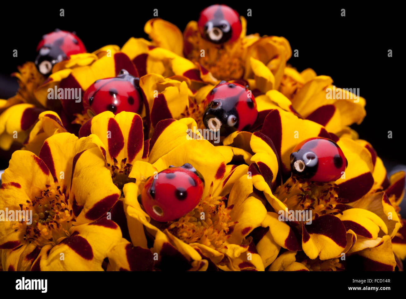 Ladybugs on the flower Stock Photo - Alamy