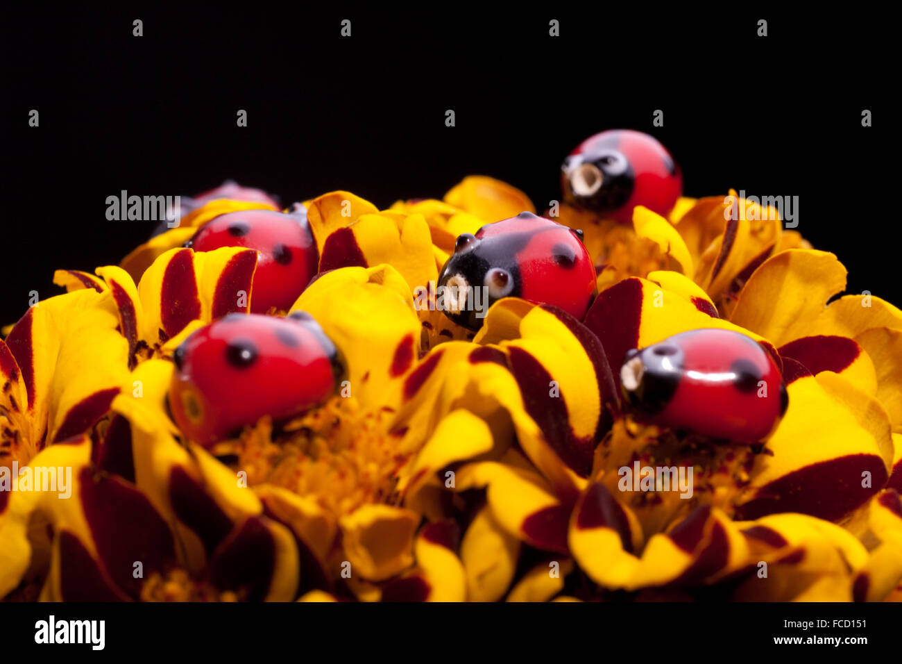 Ladybugs on the flower Stock Photo - Alamy