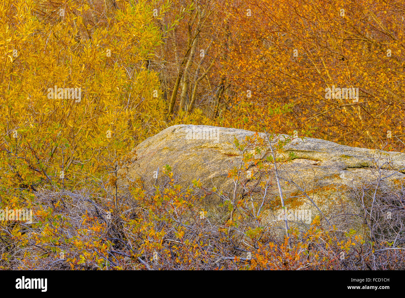 Trees and brush in the Sierra Nevada area, California Stock Photo - Alamy