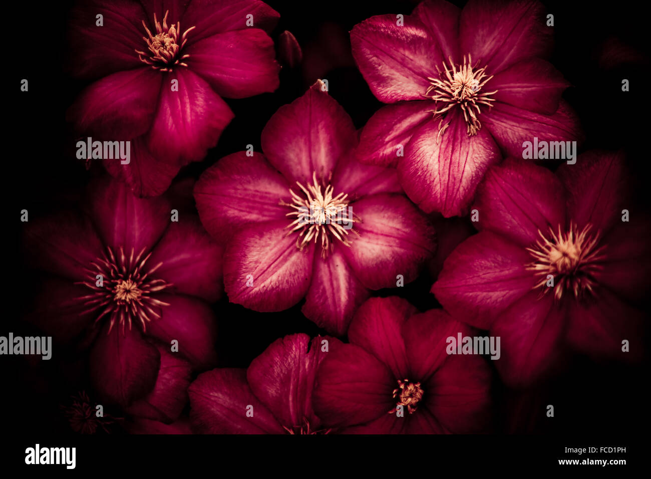 Abundance backdrop backgrounds hi-res stock photography and images - Alamy