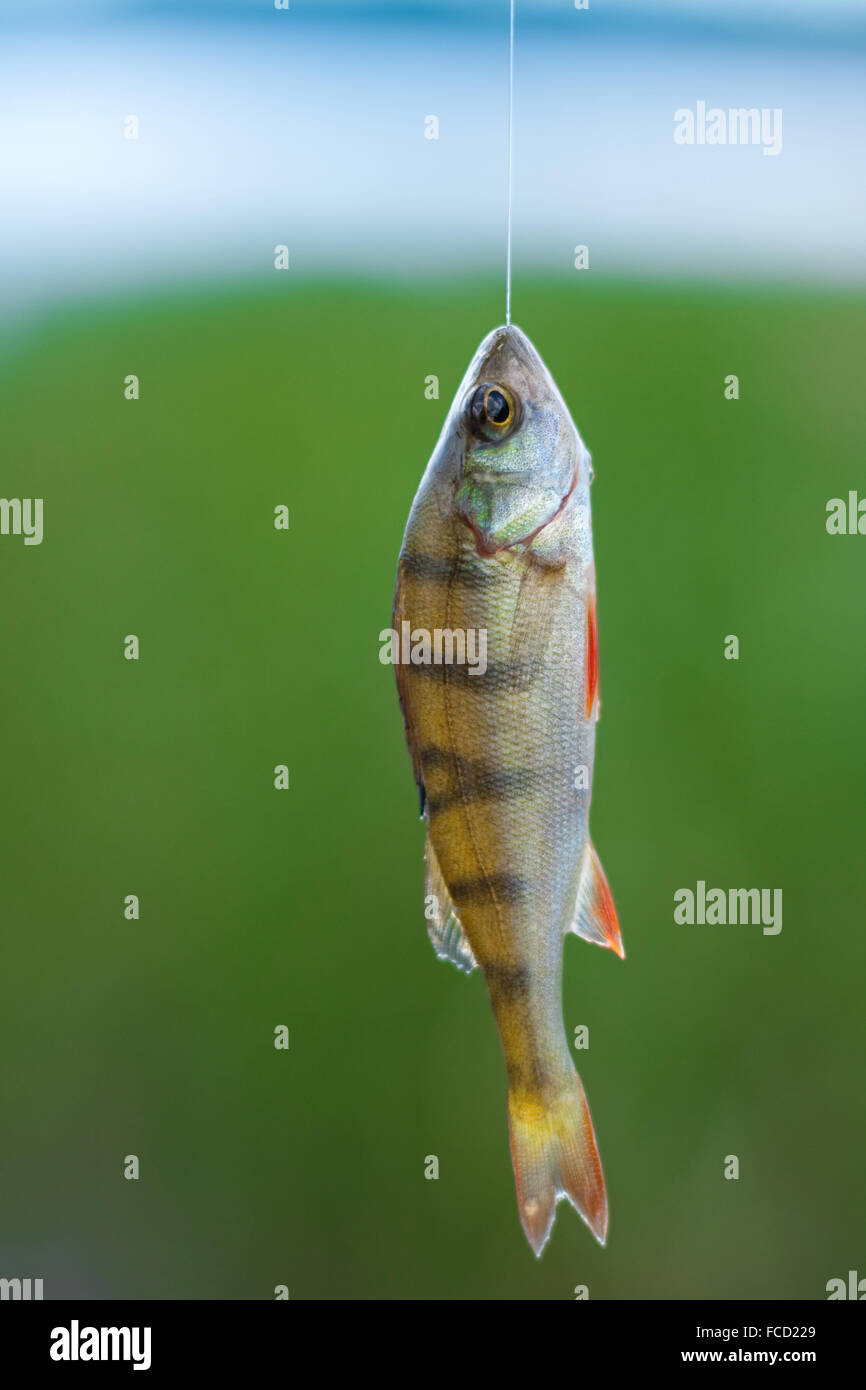 Fishing - caught perch Stock Photo - Alamy