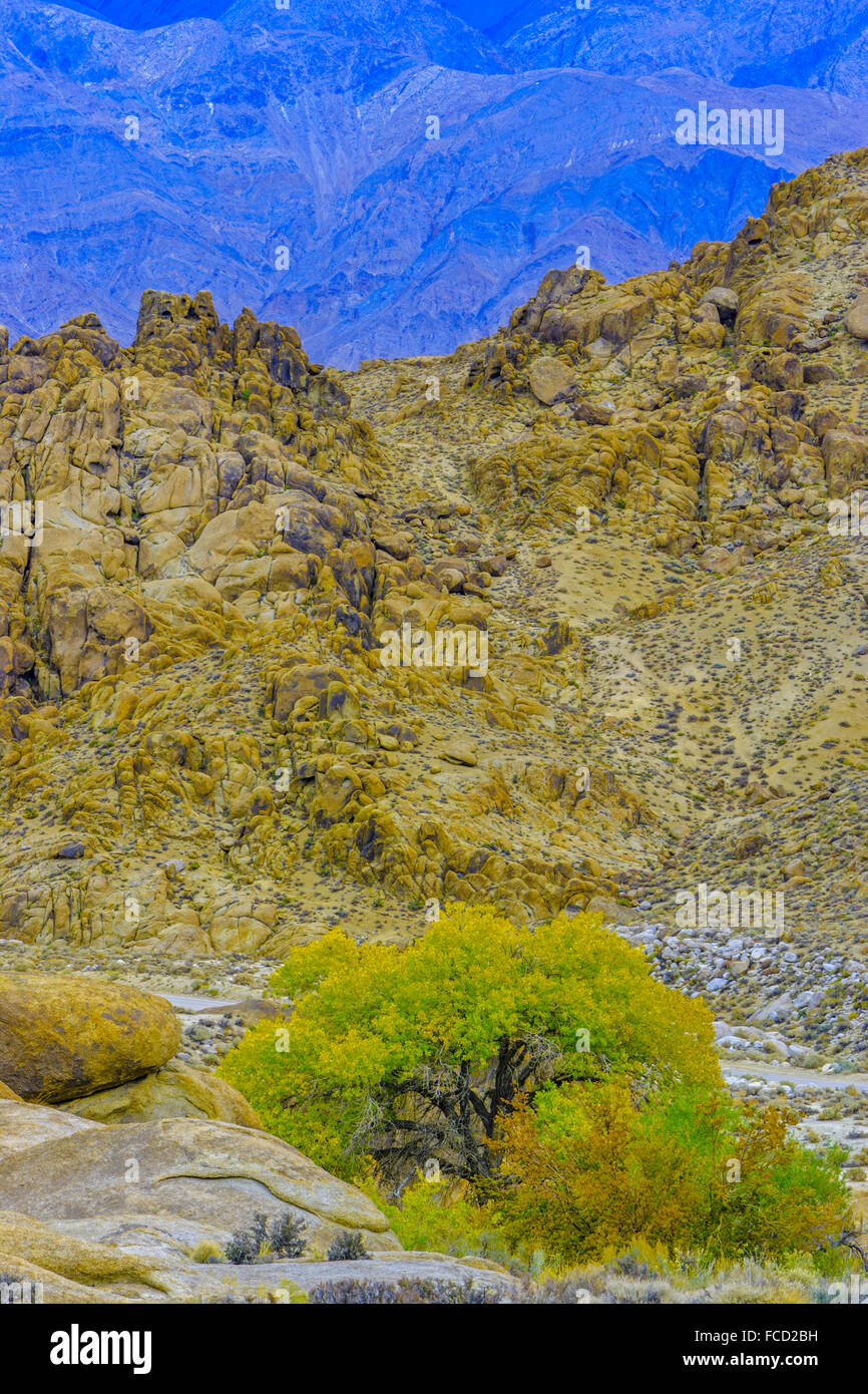 Trees and brush in the Sierra Nevada area, California Stock Photo - Alamy
