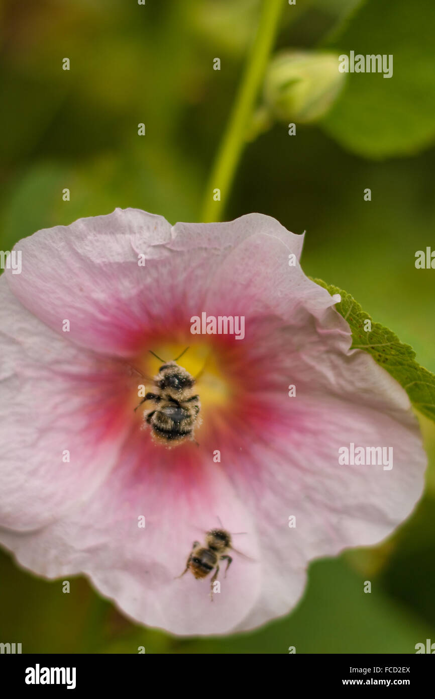 Pollination of the flower and bees Stock Photo - Alamy