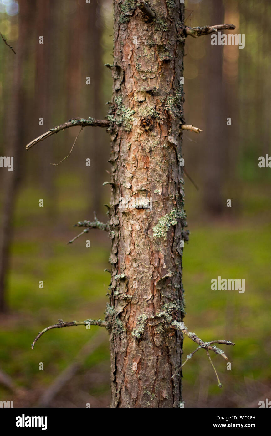 Broken pine in a pine forest Stock Photo - Alamy