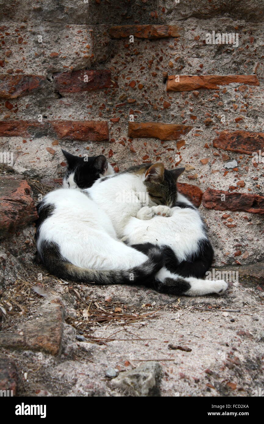 Two domestic cat hugging hi-res stock photography and images - Alamy