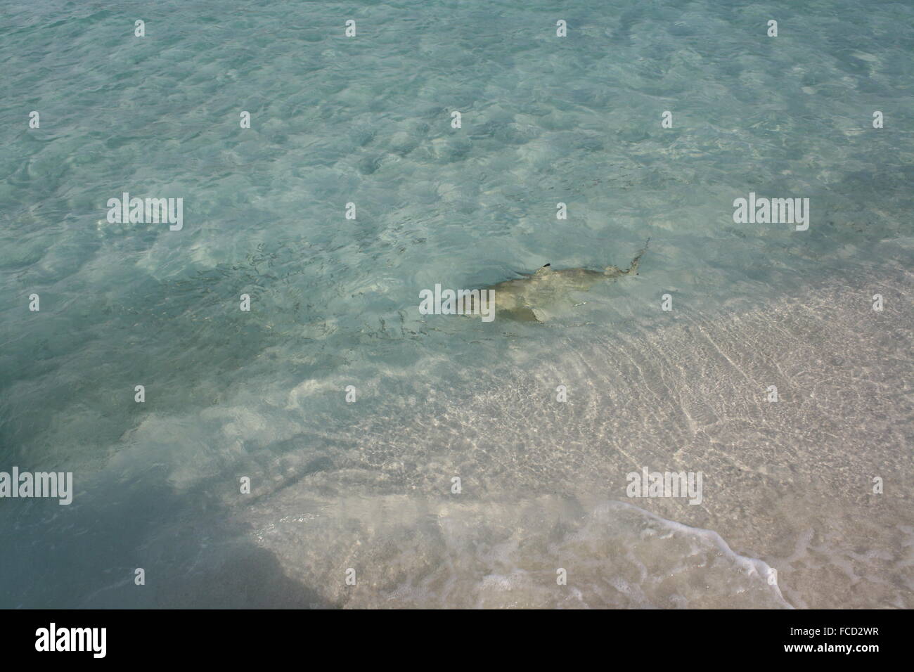 Shark seaside hi-res stock photography and images - Alamy