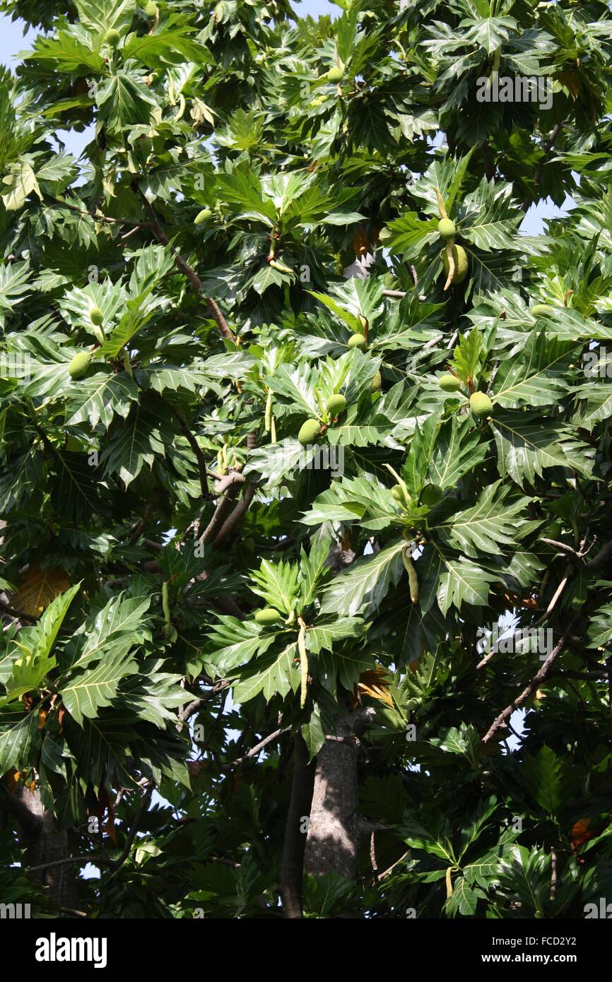 A flora hi-res stock photography and images - Alamy