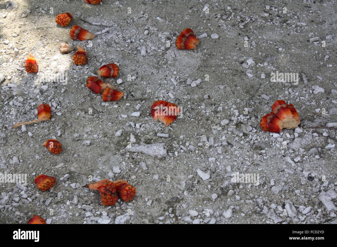 Red ground fruit hi-res stock photography and images - Alamy