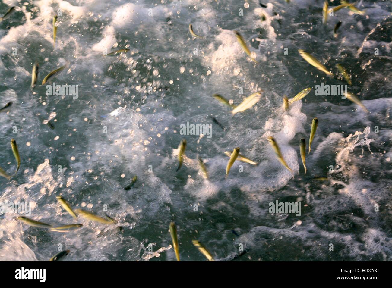 That little fish hi-res stock photography and images - Alamy