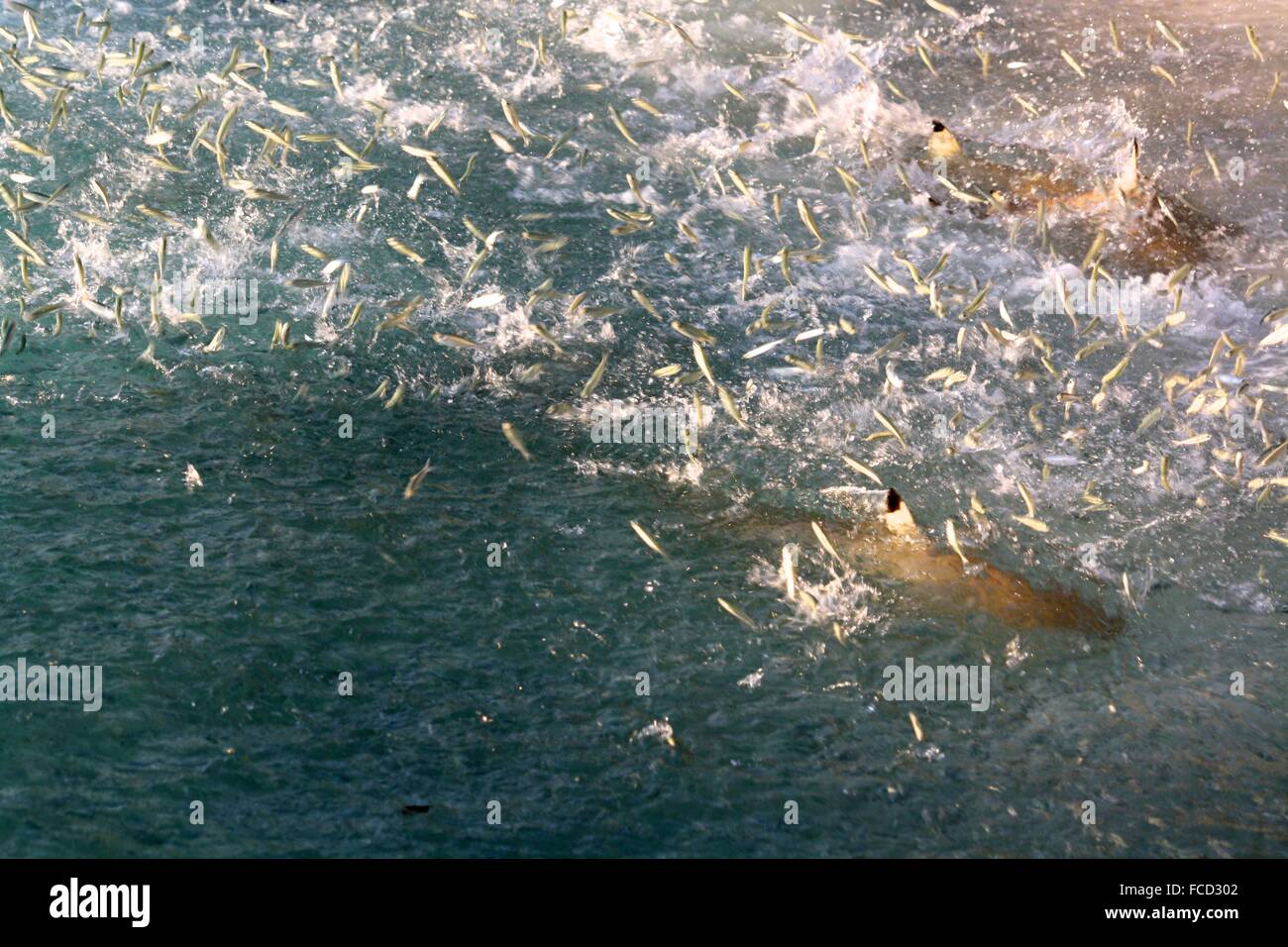 Fish jumping hi-res stock photography and images - Alamy