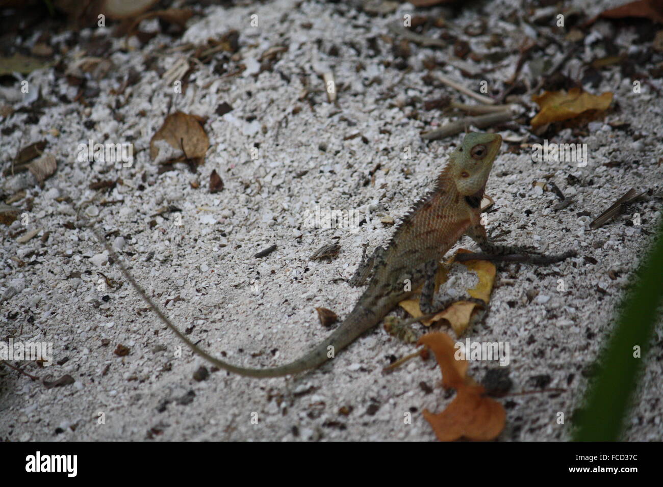Lizard with long tail hi-res stock photography and images - Alamy