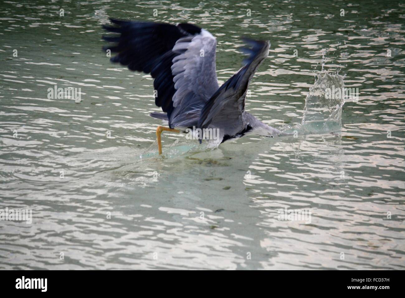 Diving water bird hi-res stock photography and images - Alamy