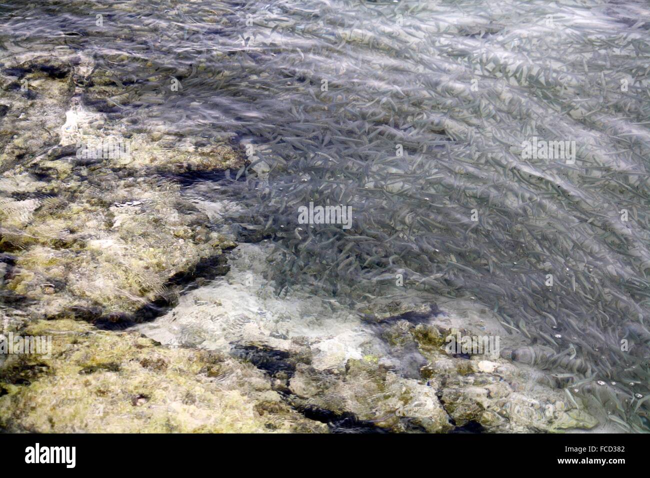 That little fish hi-res stock photography and images - Alamy