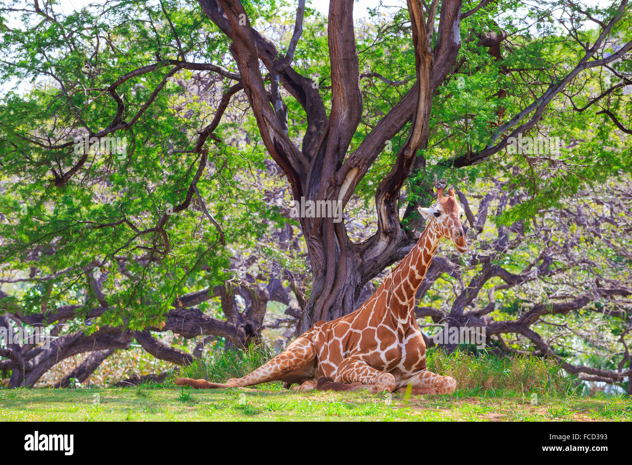 Giraffe Under Tree High Resolution Stock Photography and Images - Alamy