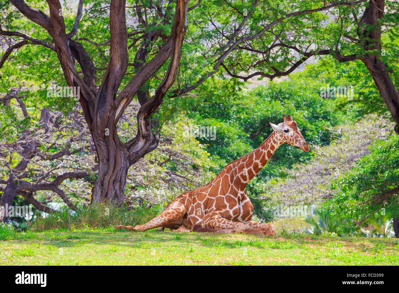Safari zoo and giraffe hi-res stock photography and images - Alamy