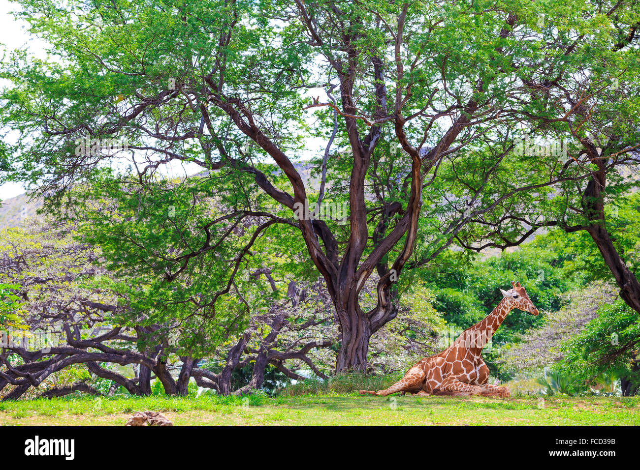 Honolulu zoo hi-res stock photography and images - Alamy