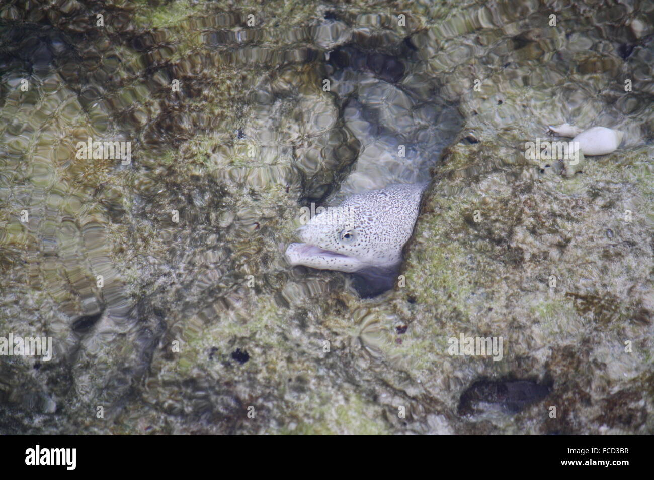 Spotty fish hi-res stock photography and images - Alamy