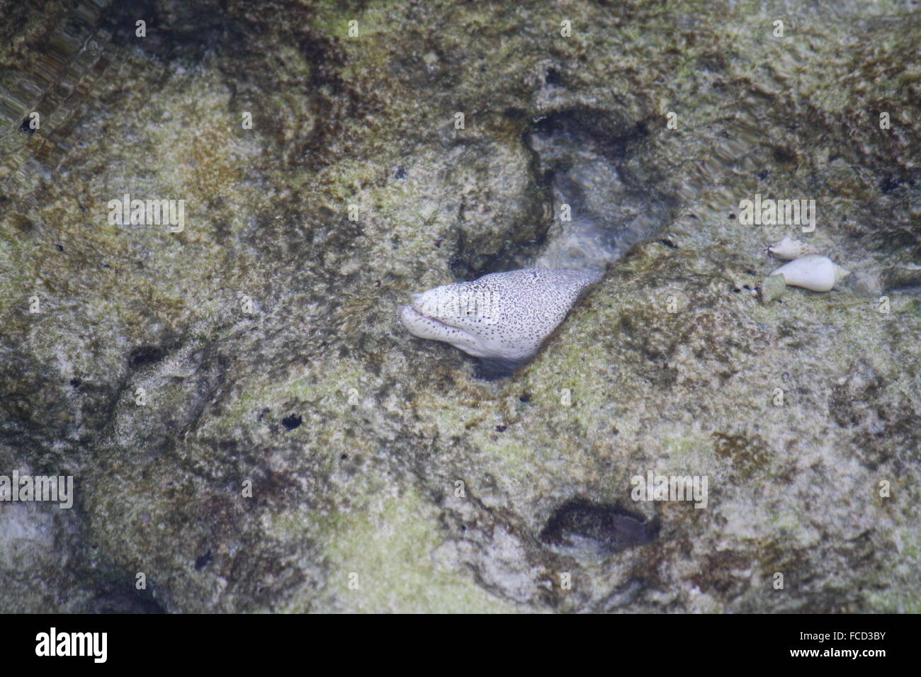 Seabed fish hi-res stock photography and images - Alamy