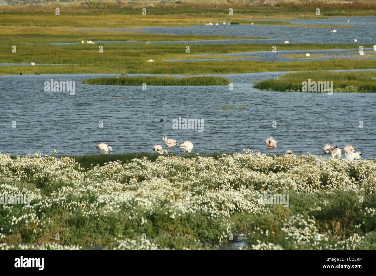 Flamingo wallpaper hi-res stock photography and images - Alamy