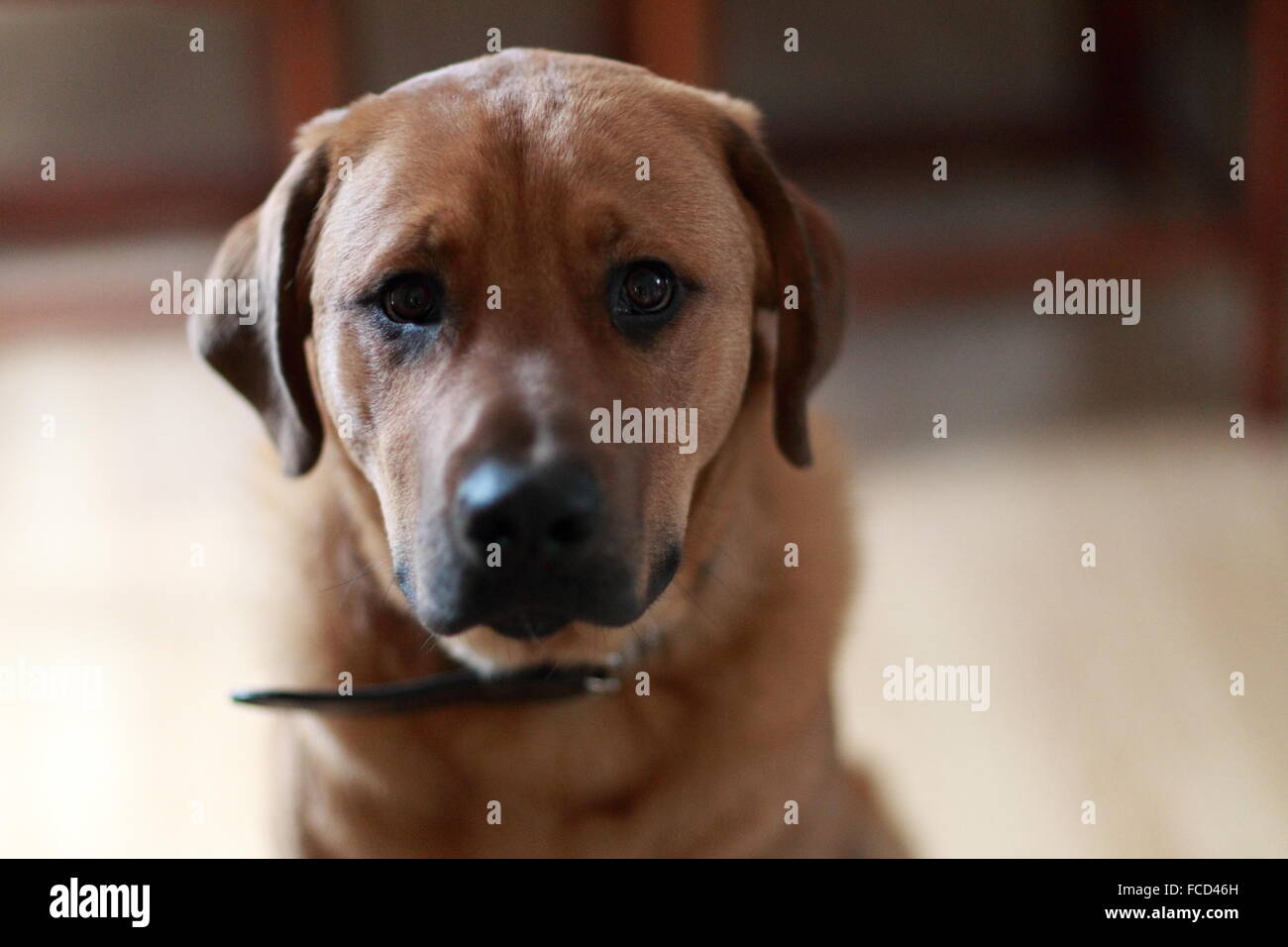 Sad Dog Eyes High Resolution Stock Photography and Images - Alamy