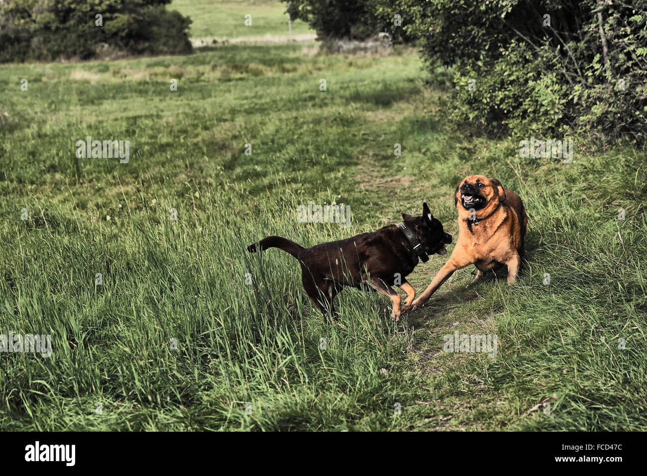 Two dogs fighting hi-res stock photography and images - Alamy