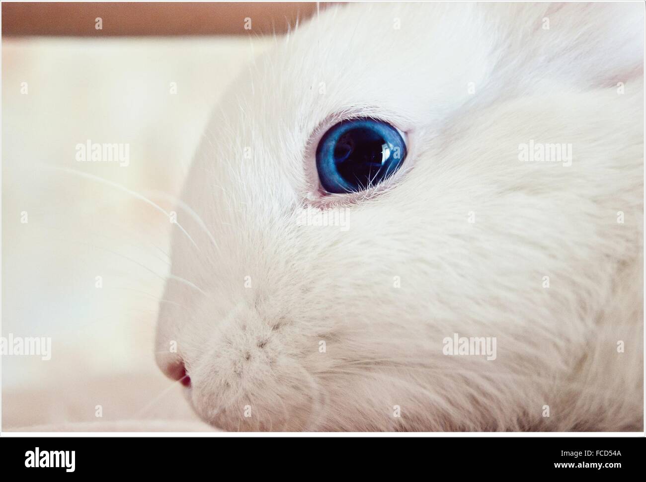 Rabbit indoors hi-res stock photography and images - Alamy